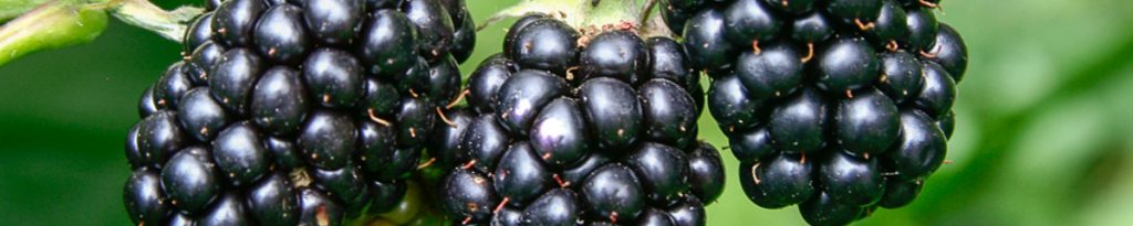 Robida – Drevesnica JANEZ